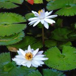 Leeds Buddhist Centre | Meditation & Buddhism